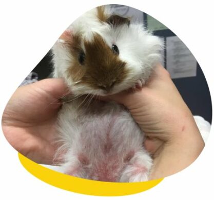 Guinea Pig Skin Conditions: Symptoms, Causes and Treatment
