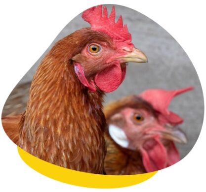 Pet Chickens: Ultimate Guide to Pet Chicken Care