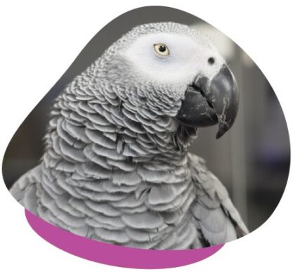 Large Parrot Breeder Package - All-Inclusive