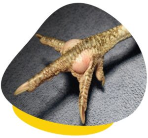 Pododermatitis in Birds | Causes, Symptoms & Treatment Guide