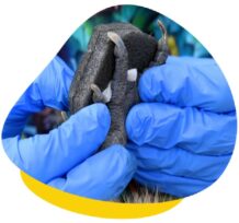 Pododermatitis in Birds | Causes, Symptoms & Treatment Guide