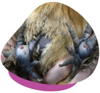 Pododermatitis in Birds | Causes, Symptoms & Treatment Guide