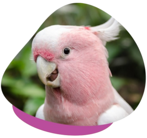 Large Parrot Breeder Package - All-Inclusive