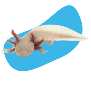 Caring For Axolotls - The Unusual Pet Vets