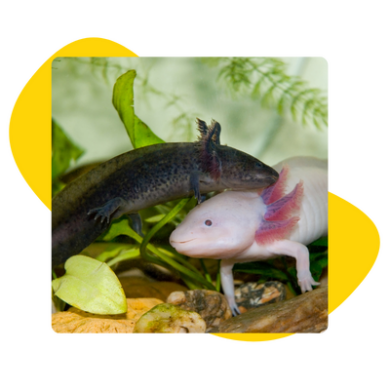Caring For Axolotls - The Unusual Pet Vets
